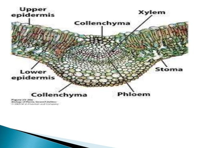 Histology of root,stem and leaf | PPT