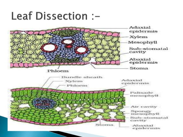 Histology of root,stem and leaf | PPT