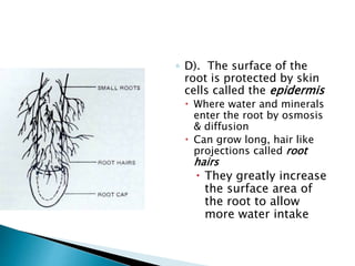 Histology of root,stem and leaf | PPTX