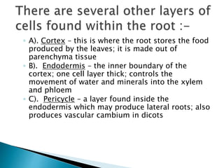 Histology of root,stem and leaf | PPTX