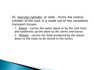 Histology of root,stem and leaf | PPTX