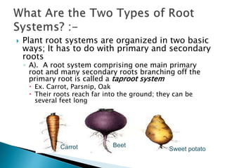 Histology of root,stem and leaf | PPTX