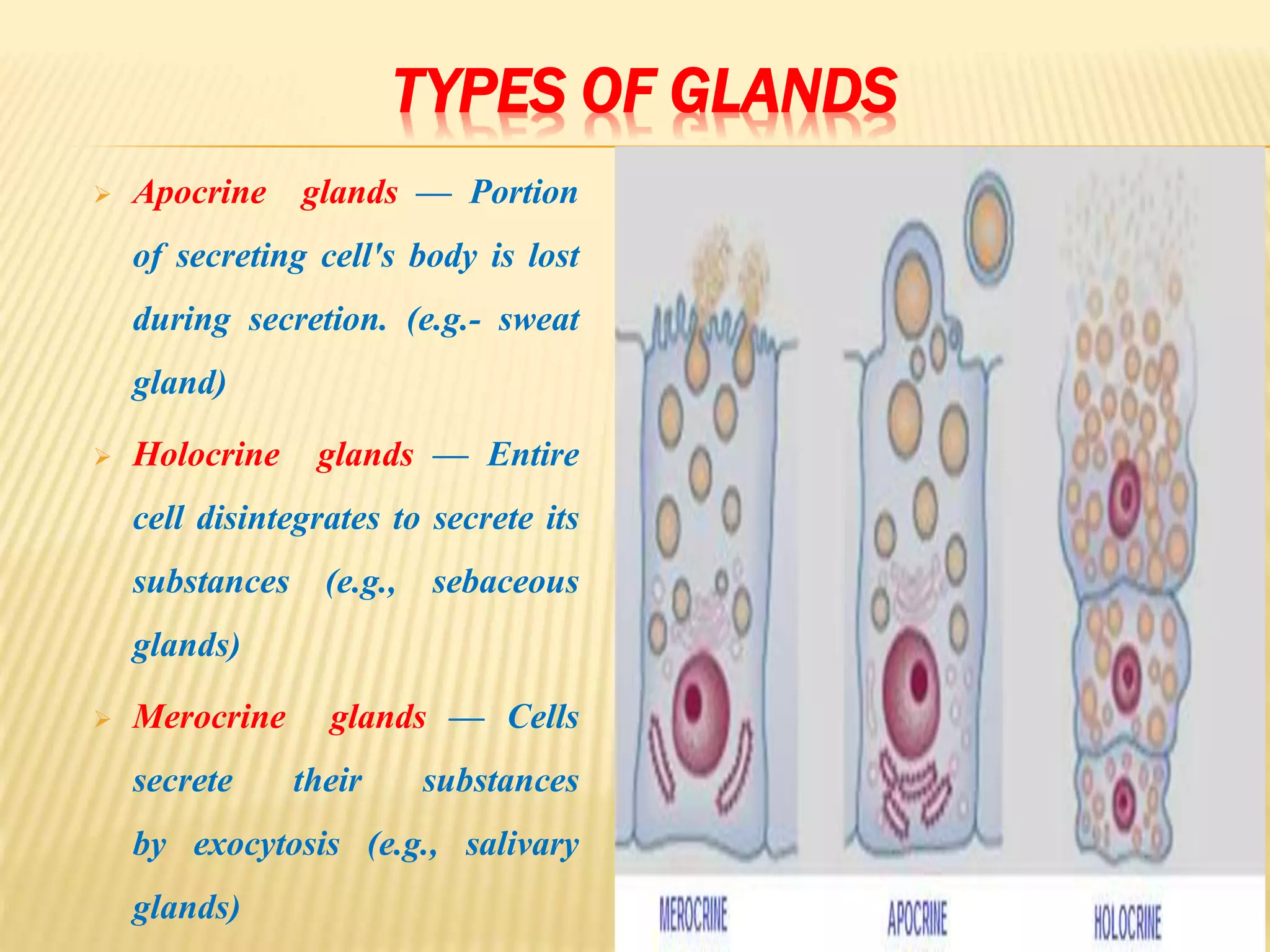 Histology of Salivary Glands BY DR. C. P. ARYA (B.Sc. B.D.S.; M.D.S.; P ...