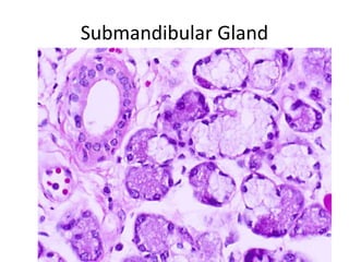 histology of Salivary Glands .pptx