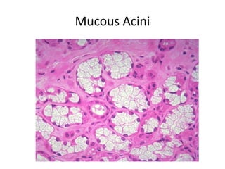 histology of Salivary Glands .pptx | Ear, Nose and Throat Conditions ...