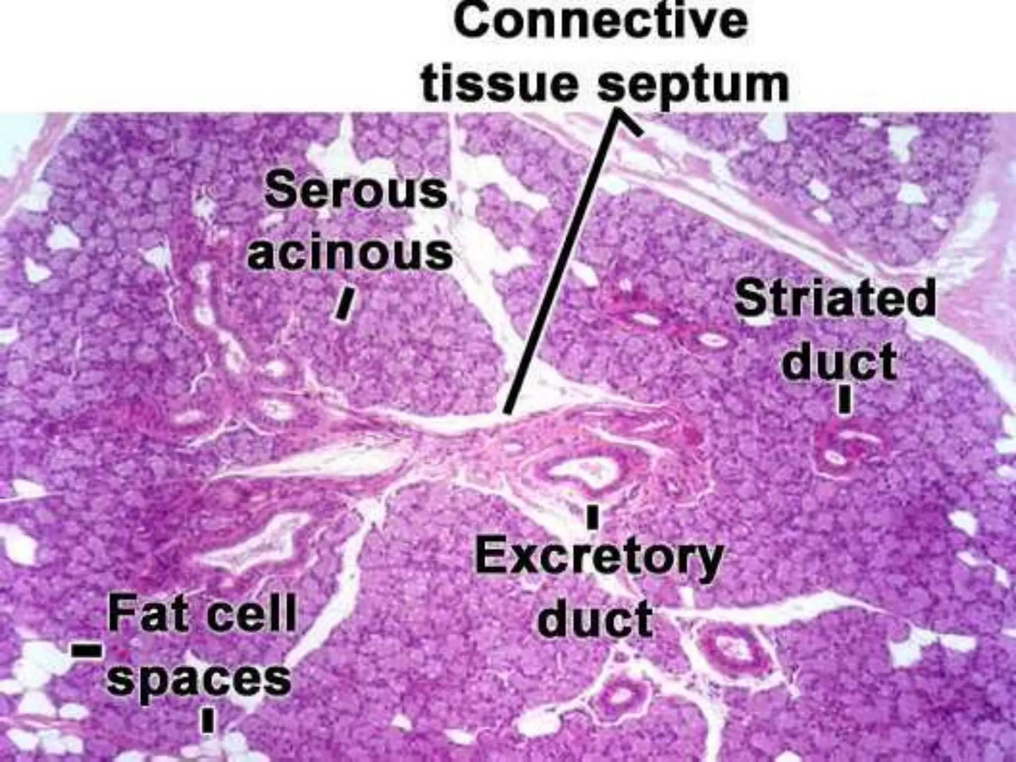 Histologyofsalivaryglands ppt converted | PPT