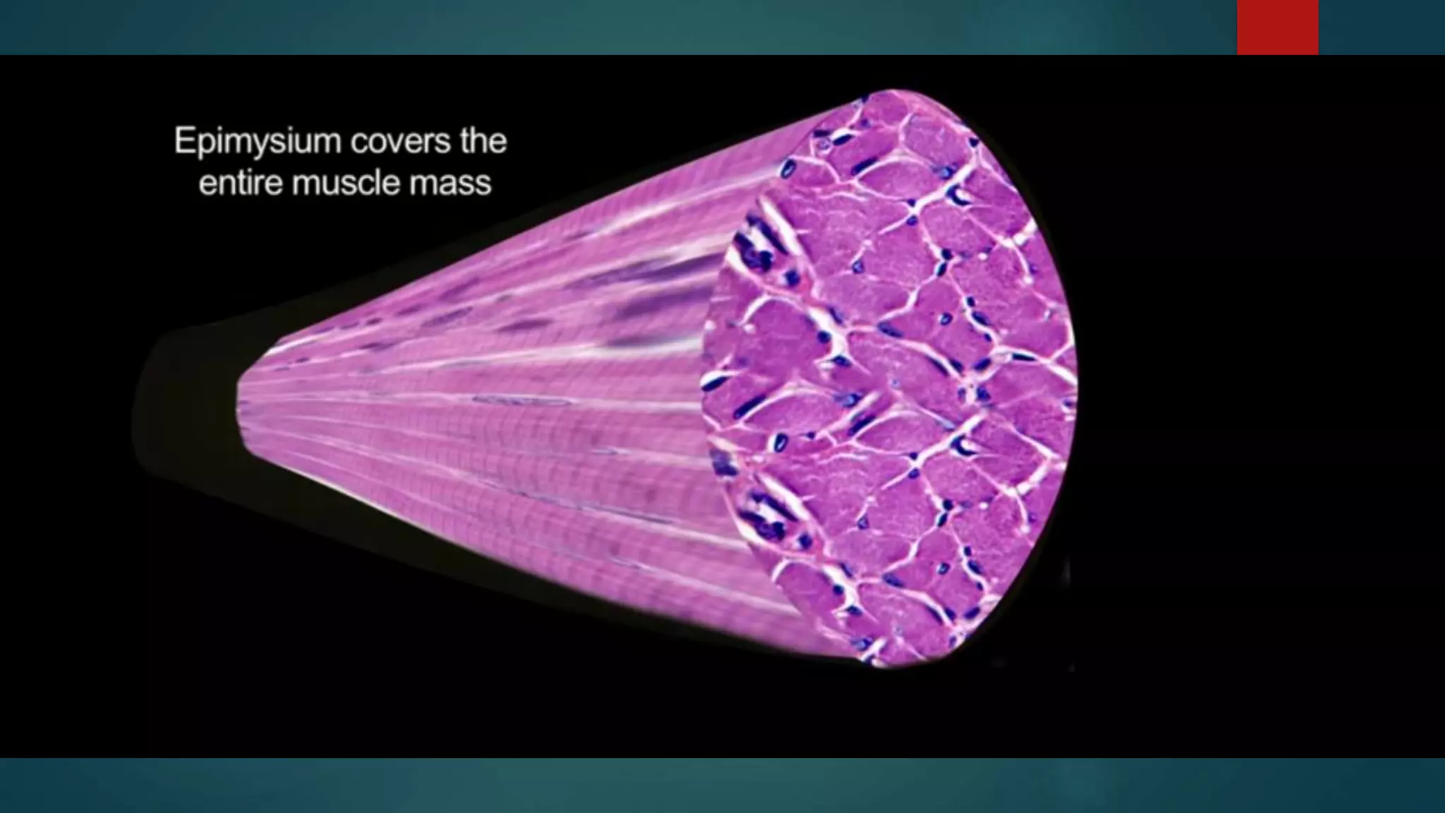Histology of skeletal muscle | PPTX