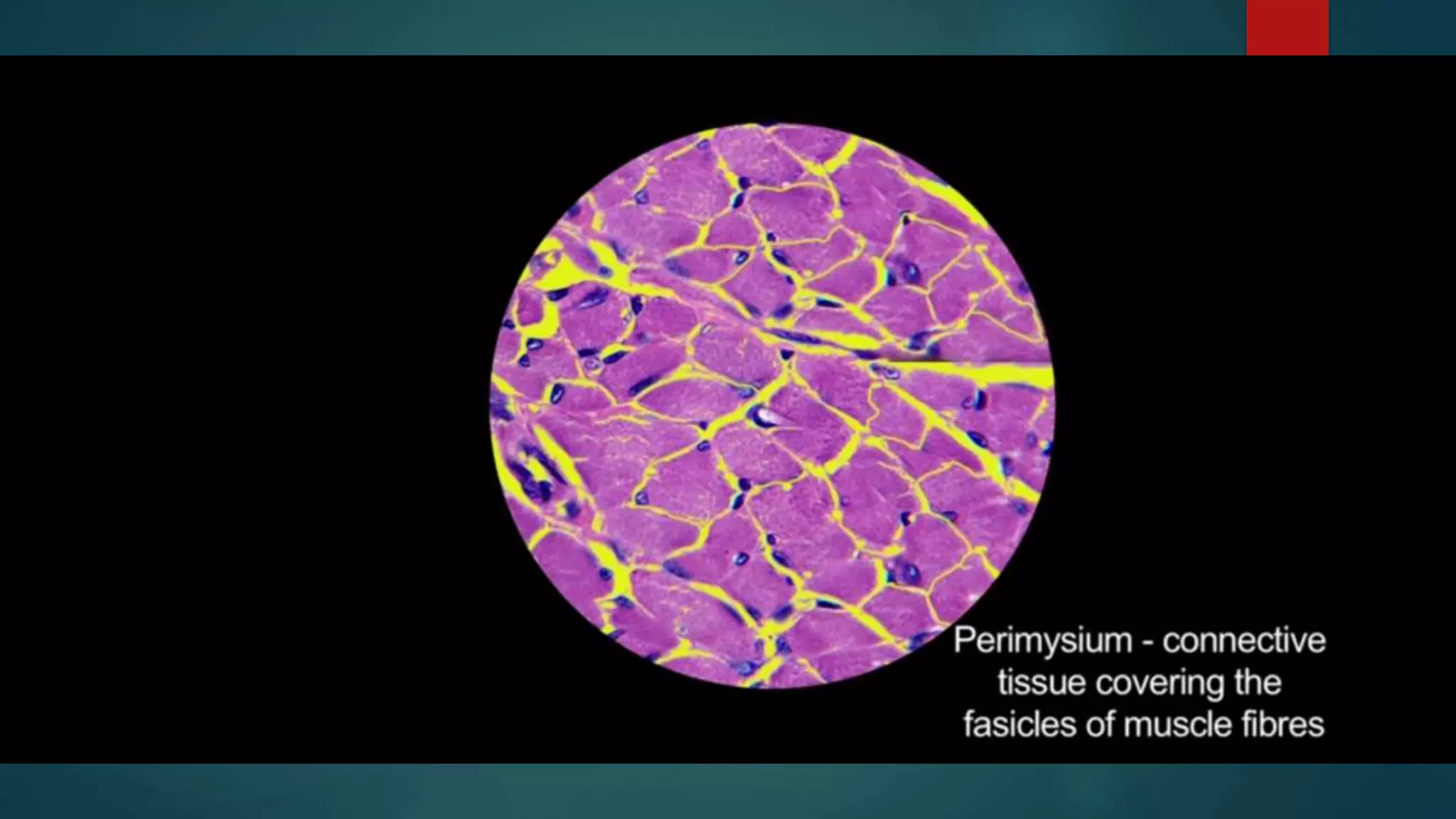 Histology of skeletal muscle | PPTX