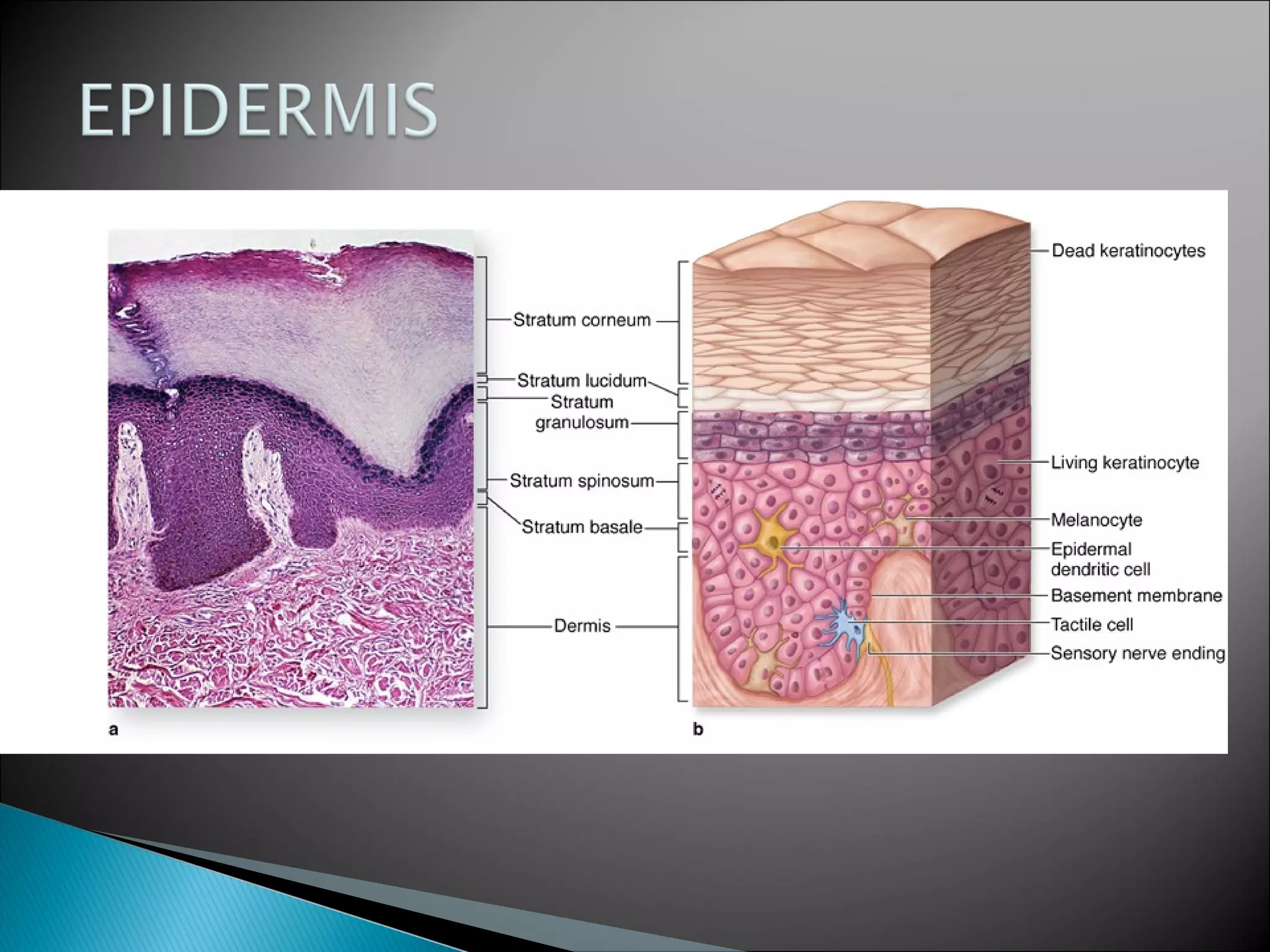 Histology of skin | PPT | Skin and Dermatology | Diseases and Conditions