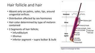 Histology of skin | PPTX