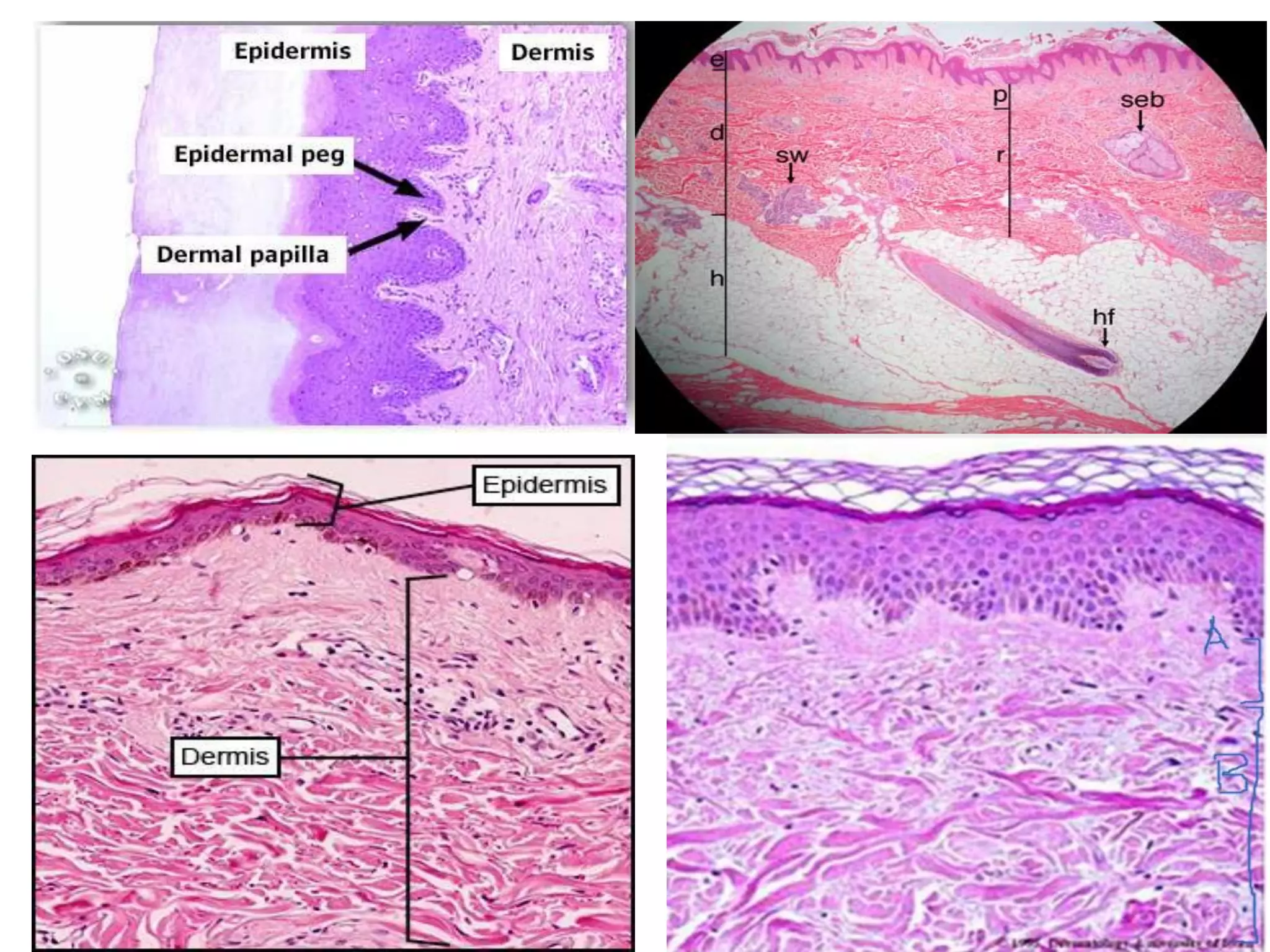 Histology of skin | PDF