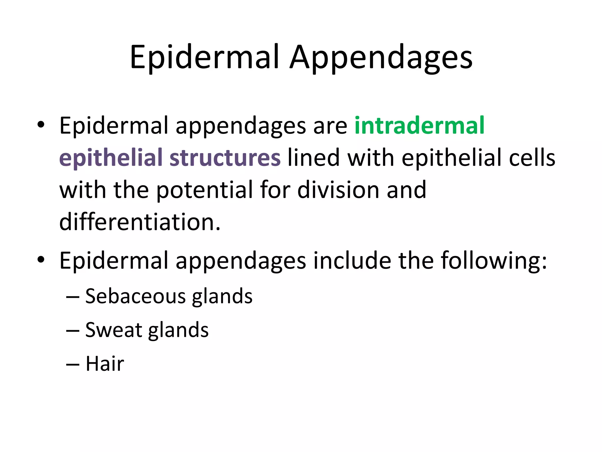 Histology of skin | PDF