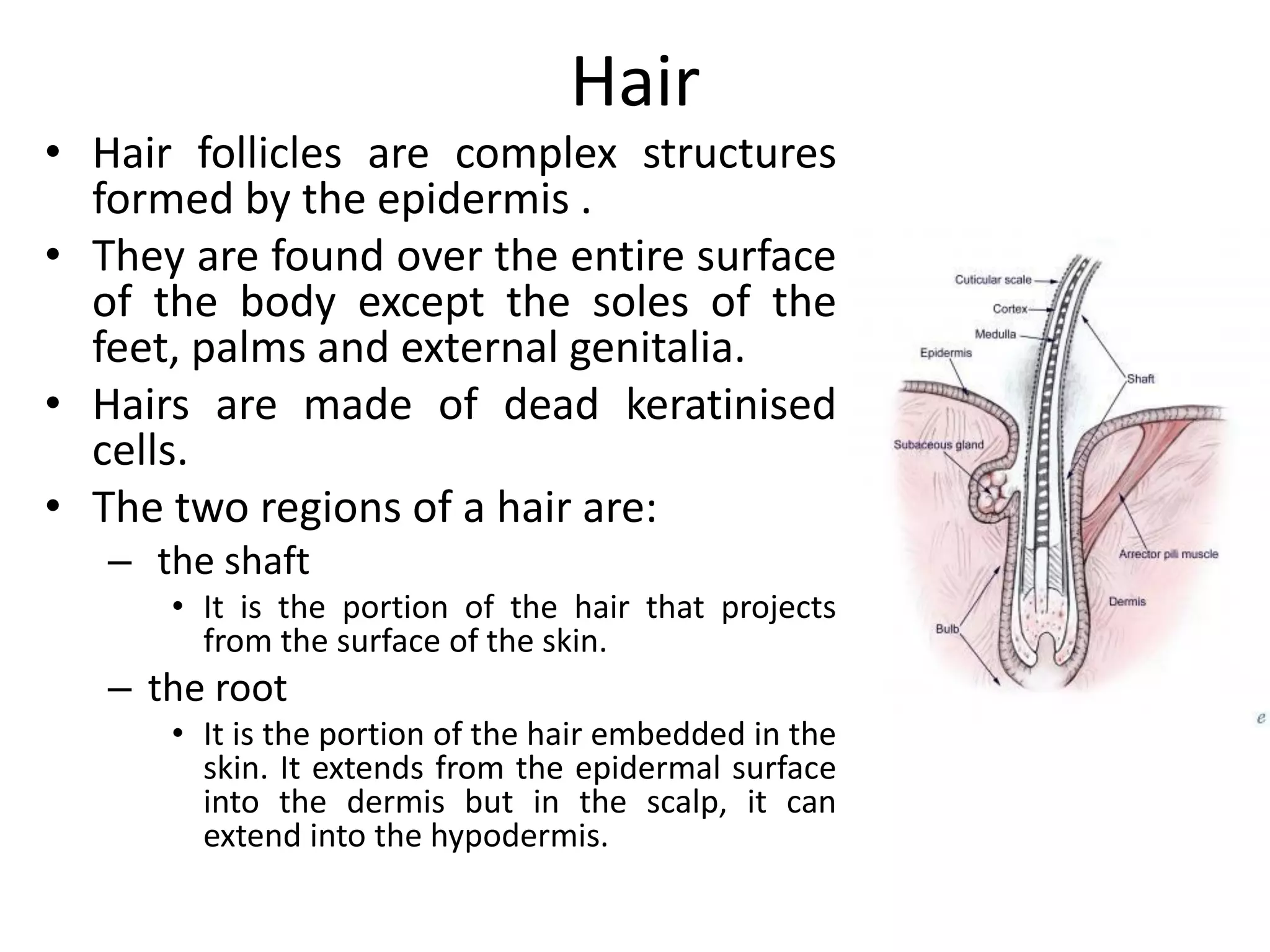 Histology of skin | PDF