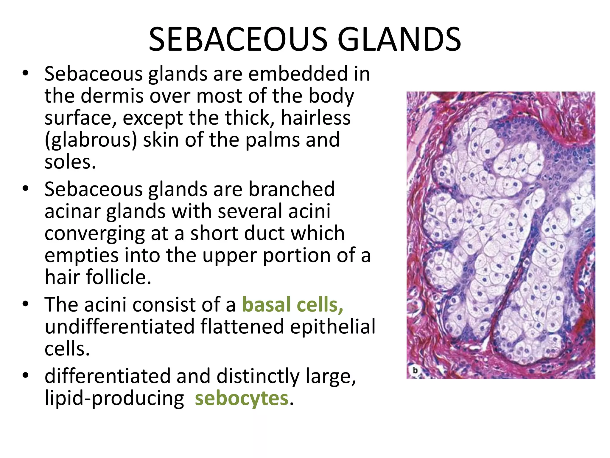 Histology of skin | PDF