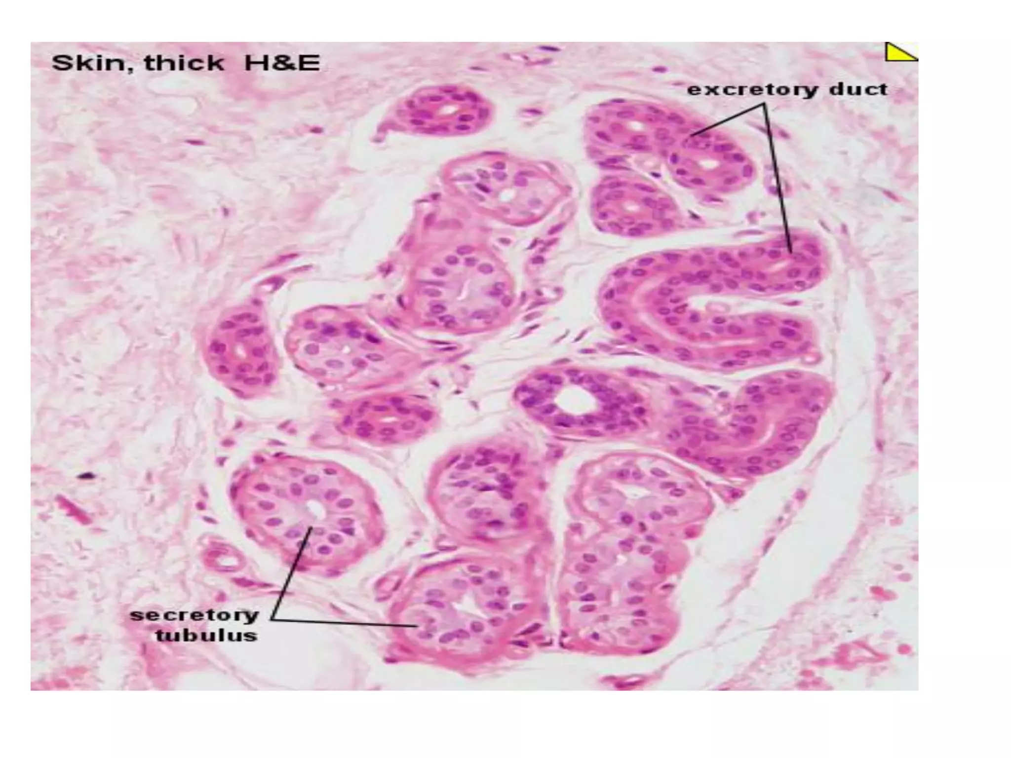Histology of skin | PDF