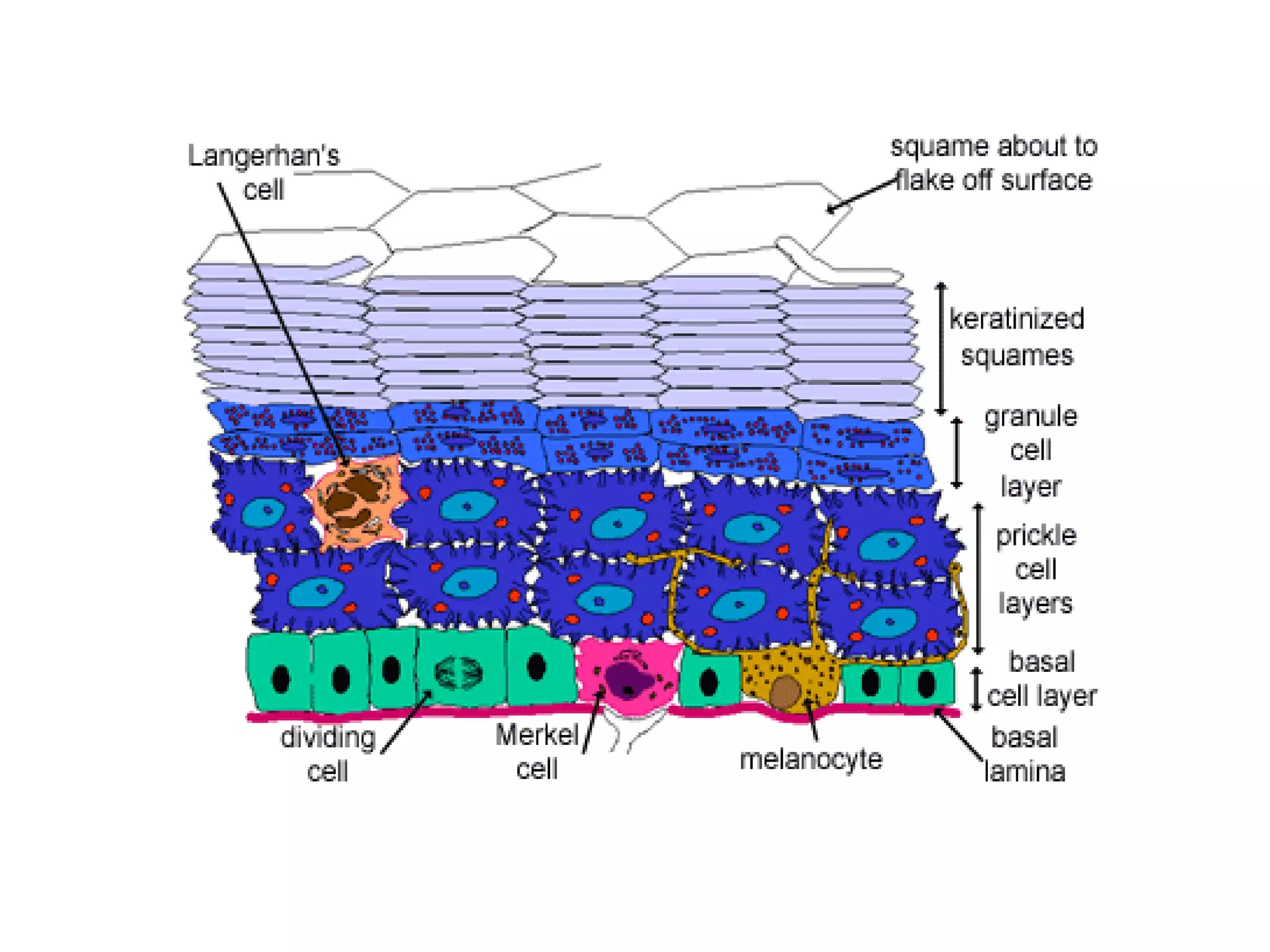 Histology of skin | PDF