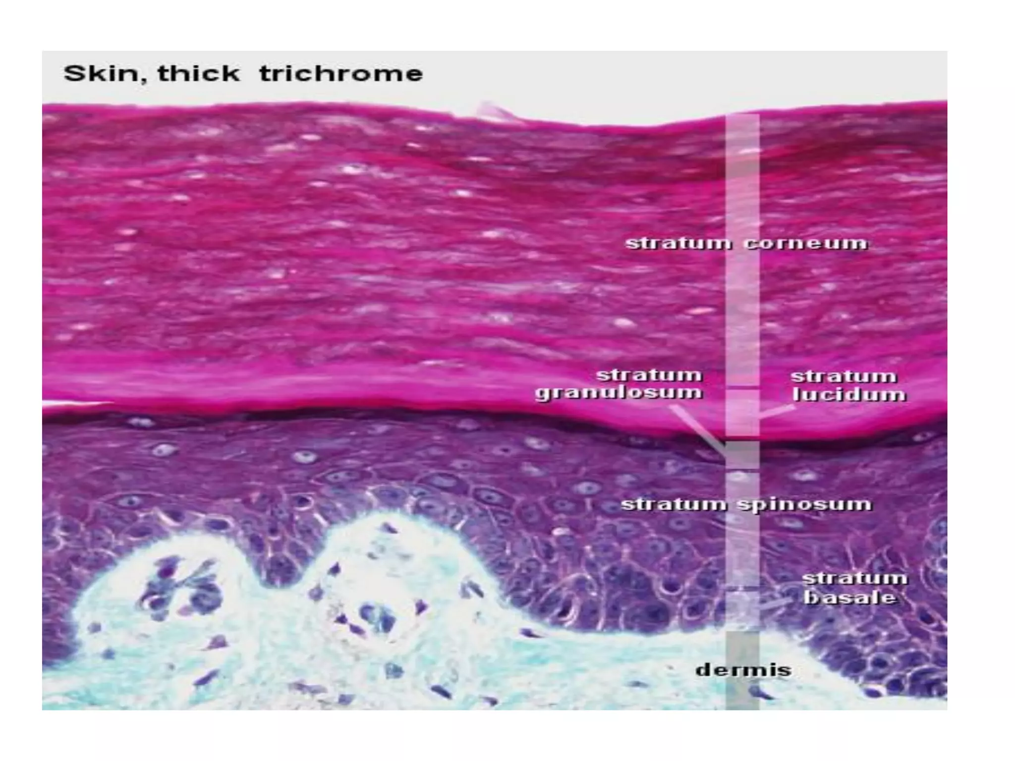 Histology of skin | PDF