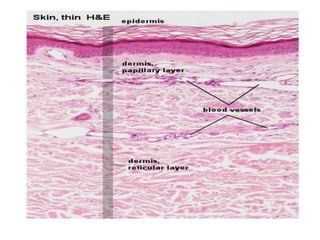 Histology of skin | PDF