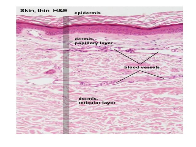 Histology of skin | PDF | Skin and Dermatology | Diseases and Conditions