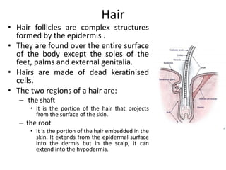 Histology of skin | PDF