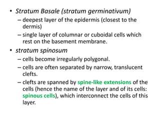 Histology of skin | PDF