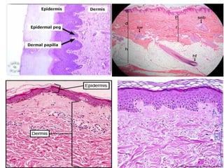 Dermal Papilla Histology