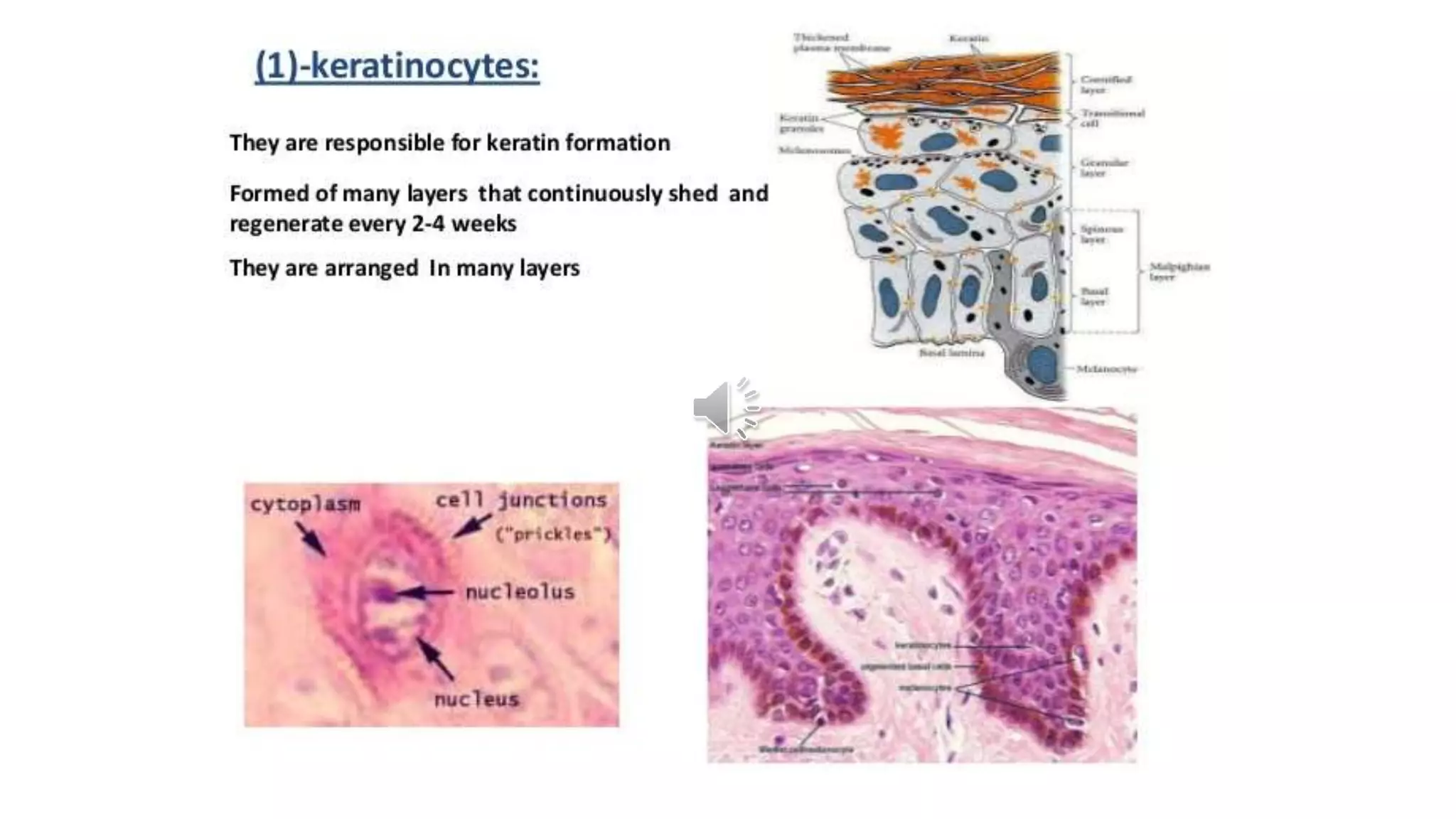 histology of skin.pptx