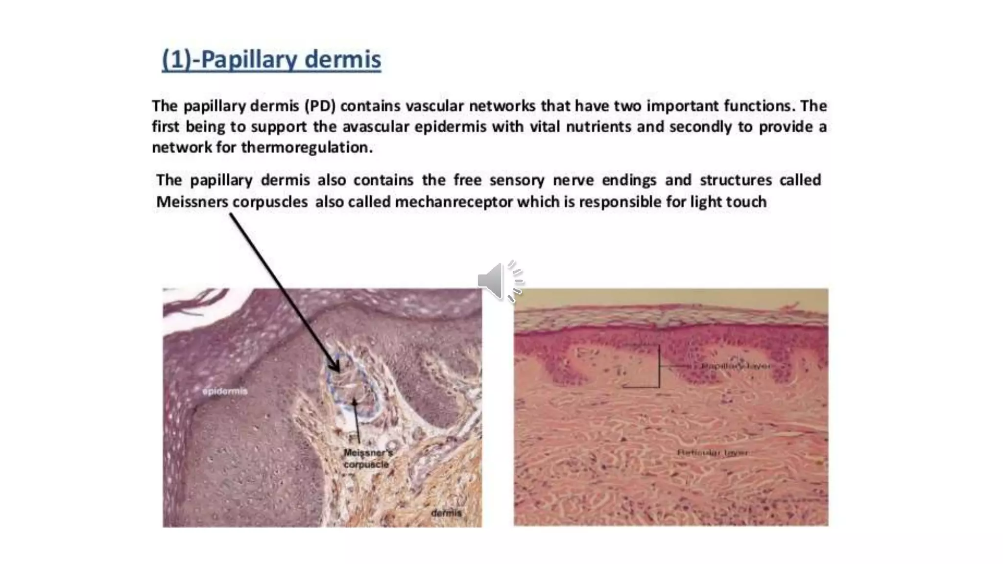 histology of skin.pptx