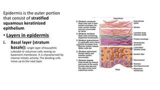 histology of skin.pptx