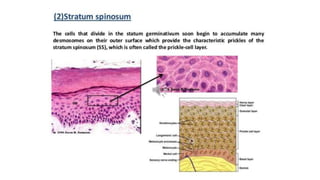 histology of skin.pptx