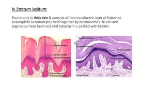 histology of skin.pptx