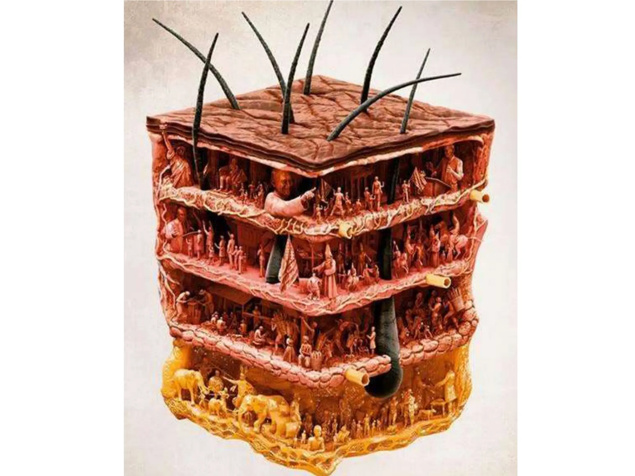 Anatomy and Histology of Skin(Dermis & Epidermis).pptx