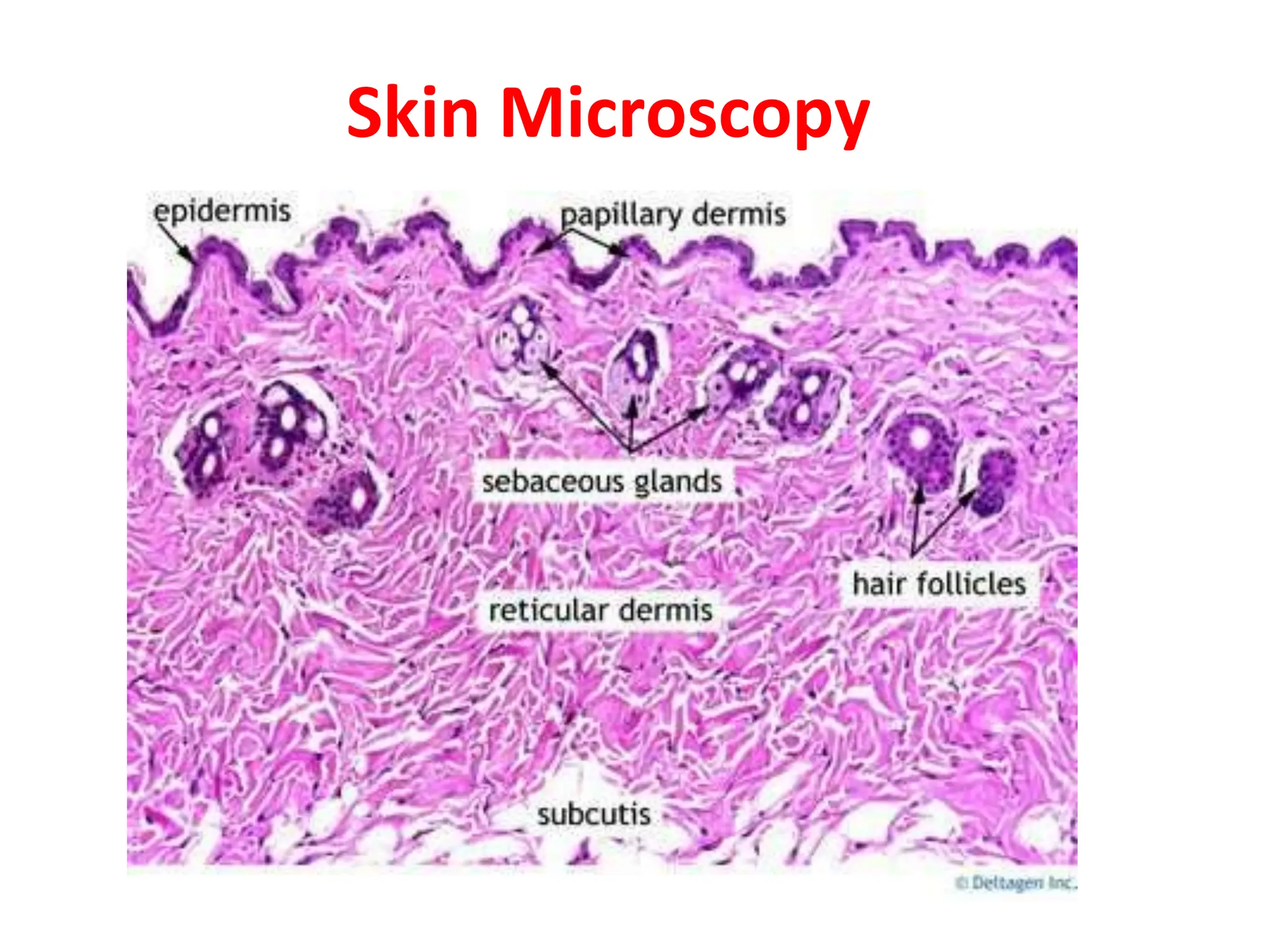 Anatomy and Histology of Skin(Dermis & Epidermis).pptx