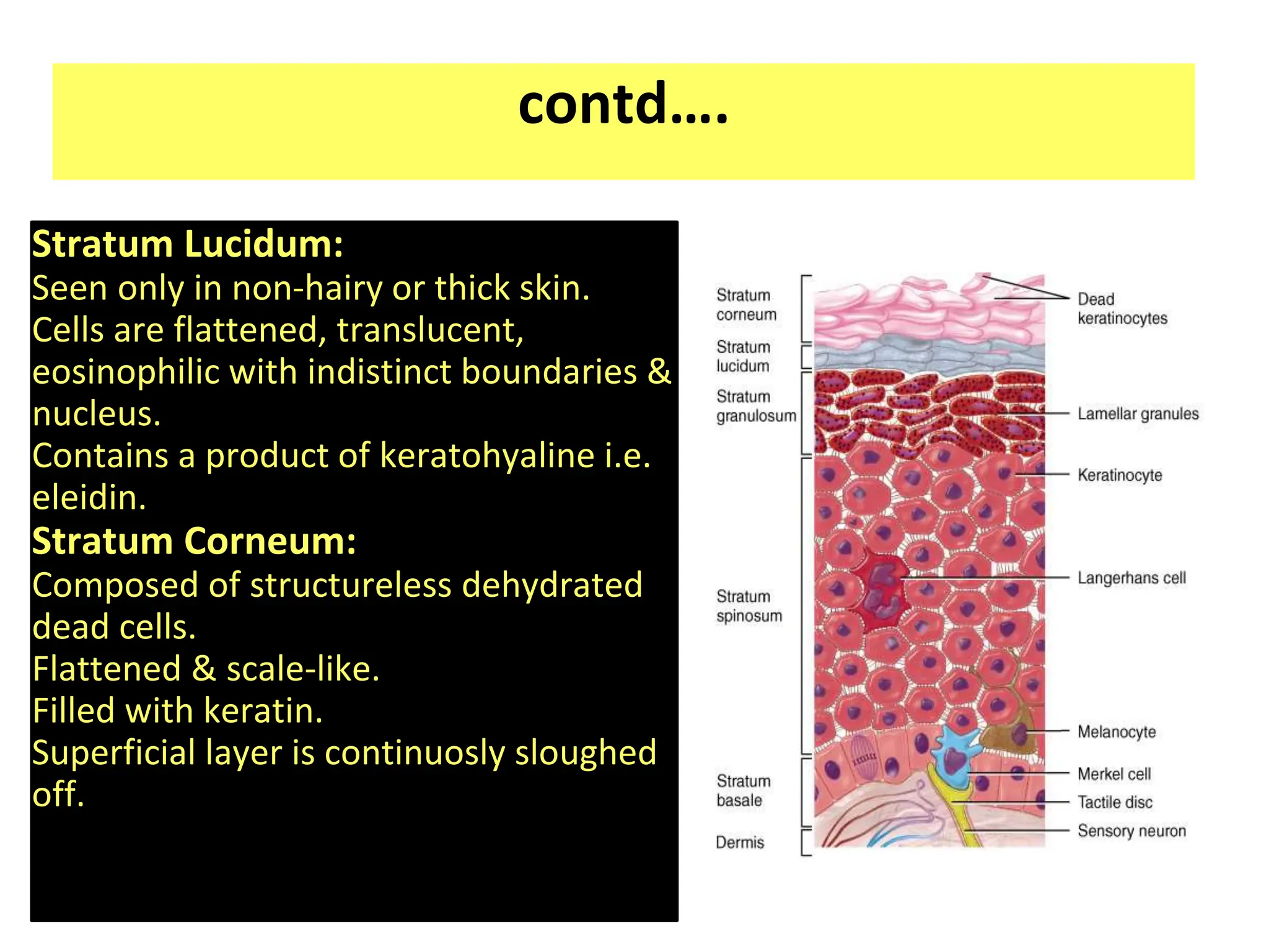 Anatomy and Histology of Skin(Dermis & Epidermis).pptx