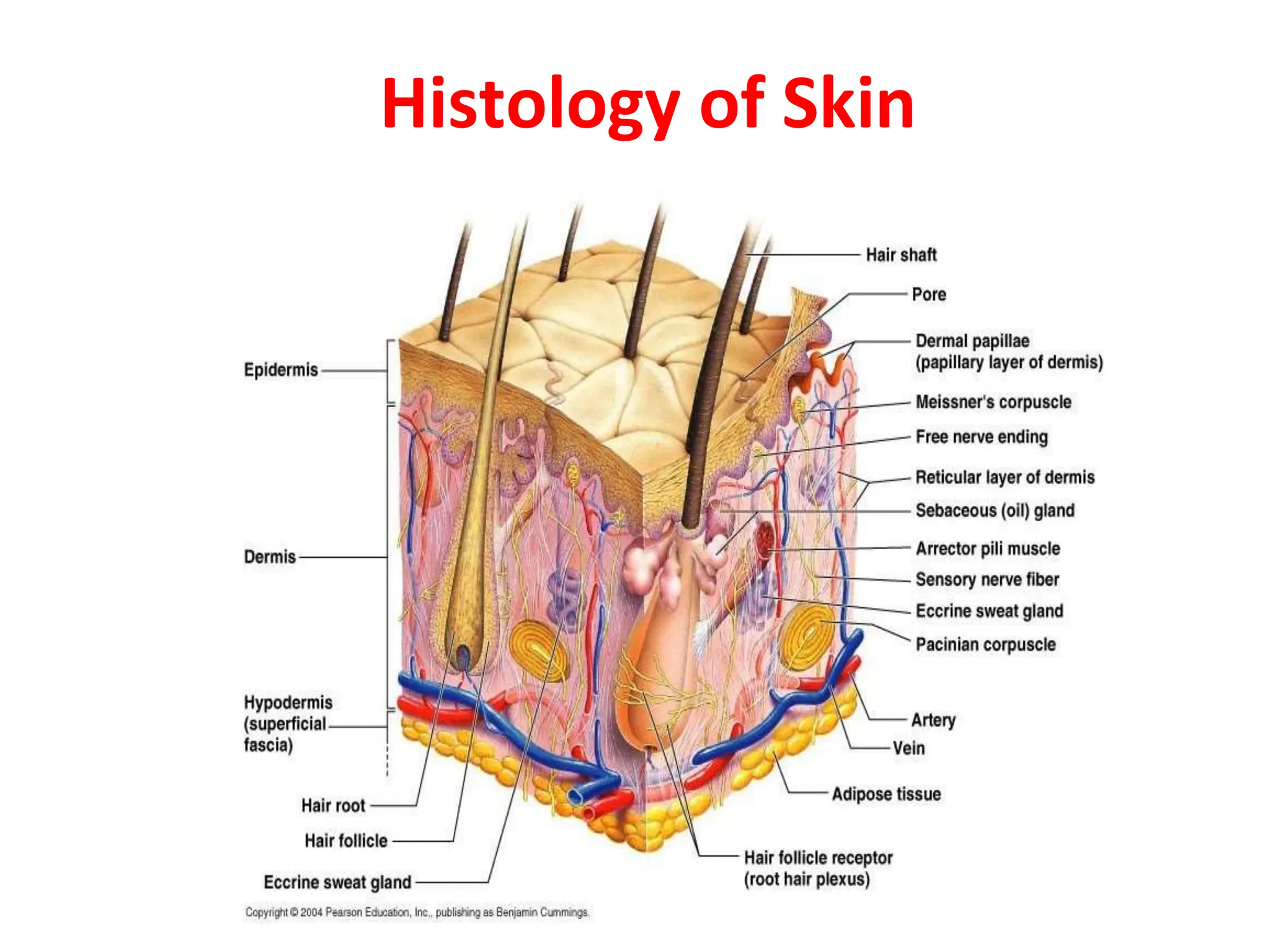 Anatomy and Histology of Skin(Dermis & Epidermis).pptx