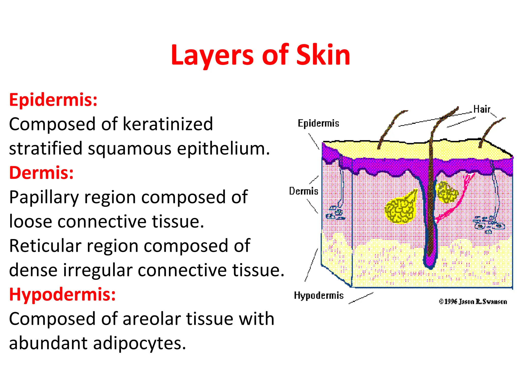 Anatomy and Histology of Skin(Dermis & Epidermis).pptx