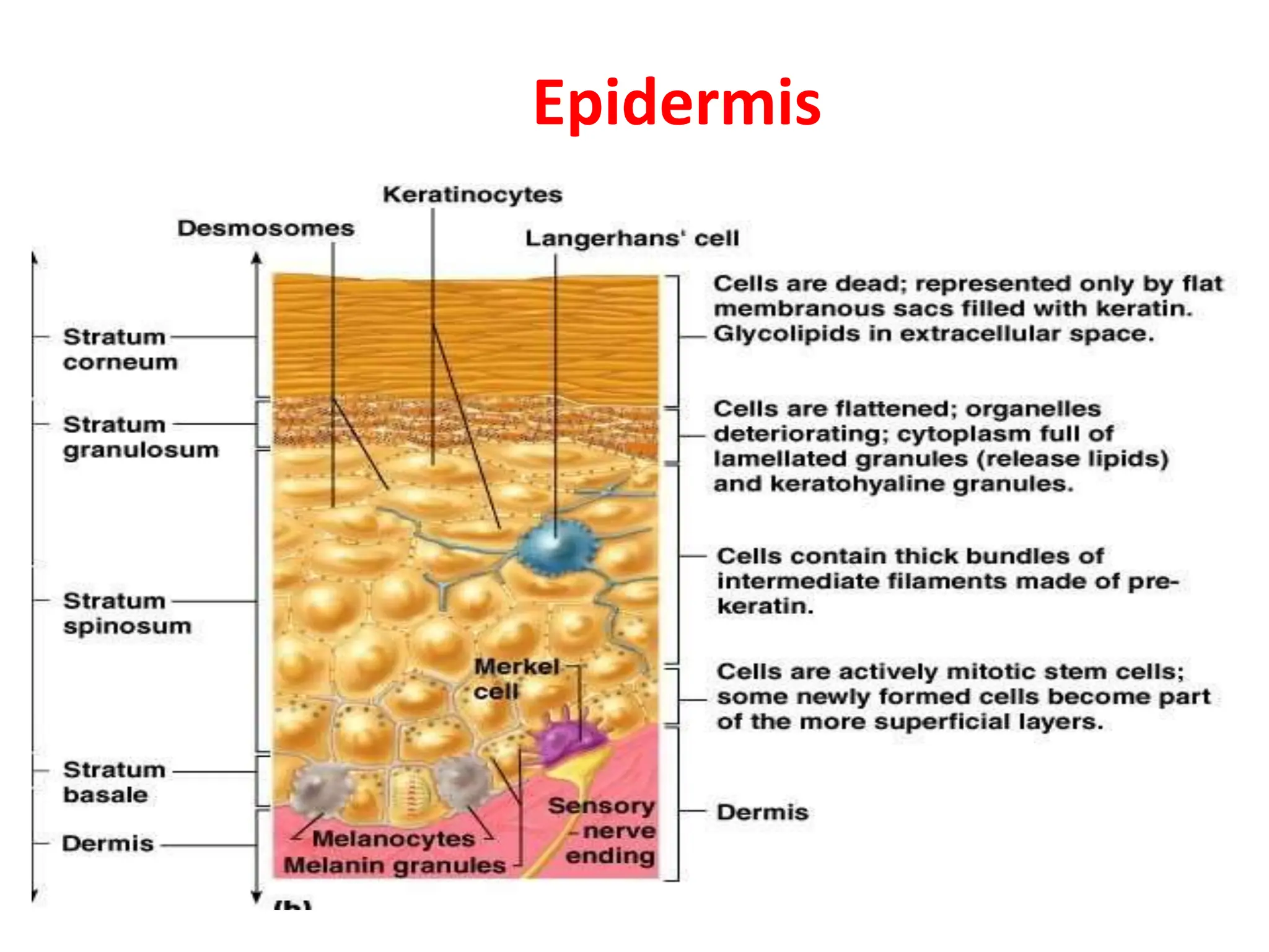 Anatomy and Histology of Skin(Dermis & Epidermis).pptx