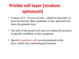 Anatomy and Histology of Skin(Dermis & Epidermis).pptx