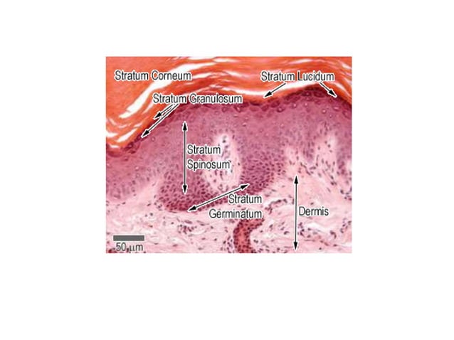 Anatomy and Histology of Skin(Dermis & Epidermis).pptx | Skin and Dermatology | Diseases and ...
