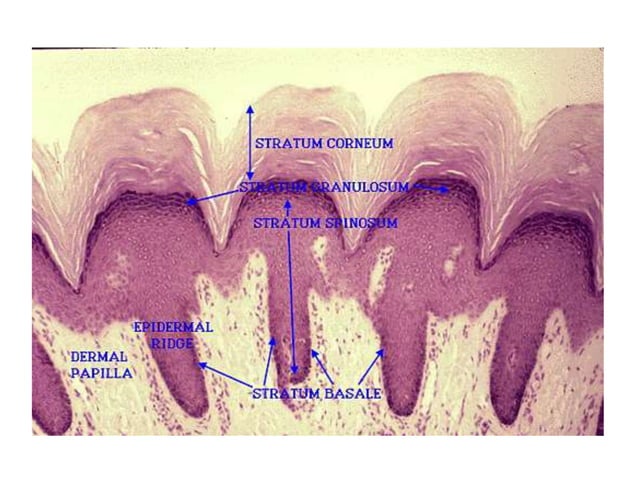 Anatomy and Histology of Skin(Dermis & Epidermis).pptx | Skin and Dermatology | Diseases and ...