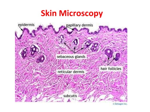 Anatomy and Histology of Skin(Dermis & Epidermis).pptx | Skin and ...