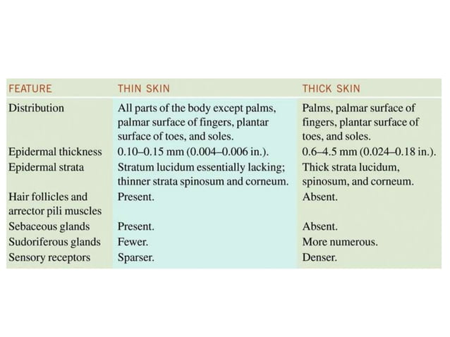 Anatomy and Histology of Skin(Dermis & Epidermis).pptx | Skin and Dermatology | Diseases and ...