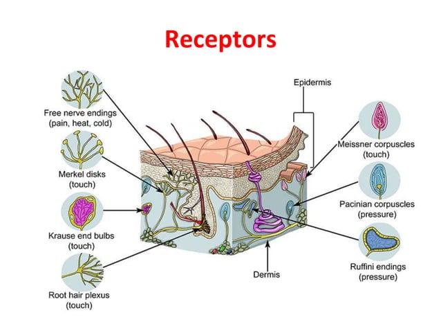Anatomy and Histology of Skin(Dermis & Epidermis).pptx | Skin and Dermatology | Diseases and ...