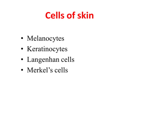 Anatomy and Histology of Skin(Dermis & Epidermis).pptx | Skin and Dermatology | Diseases and ...