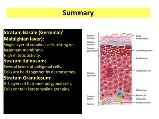 Anatomy and Histology of Skin(Dermis & Epidermis).pptx