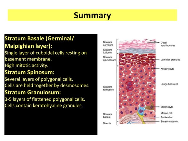 Anatomy and Histology of Skin(Dermis & Epidermis).pptx | Skin and Dermatology | Diseases and ...