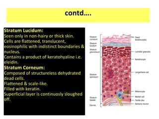 Anatomy and Histology of Skin(Dermis & Epidermis).pptx
