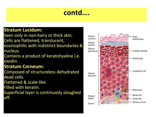 Anatomy and Histology of Skin(Dermis & Epidermis).pptx | Skin and Dermatology | Diseases and ...