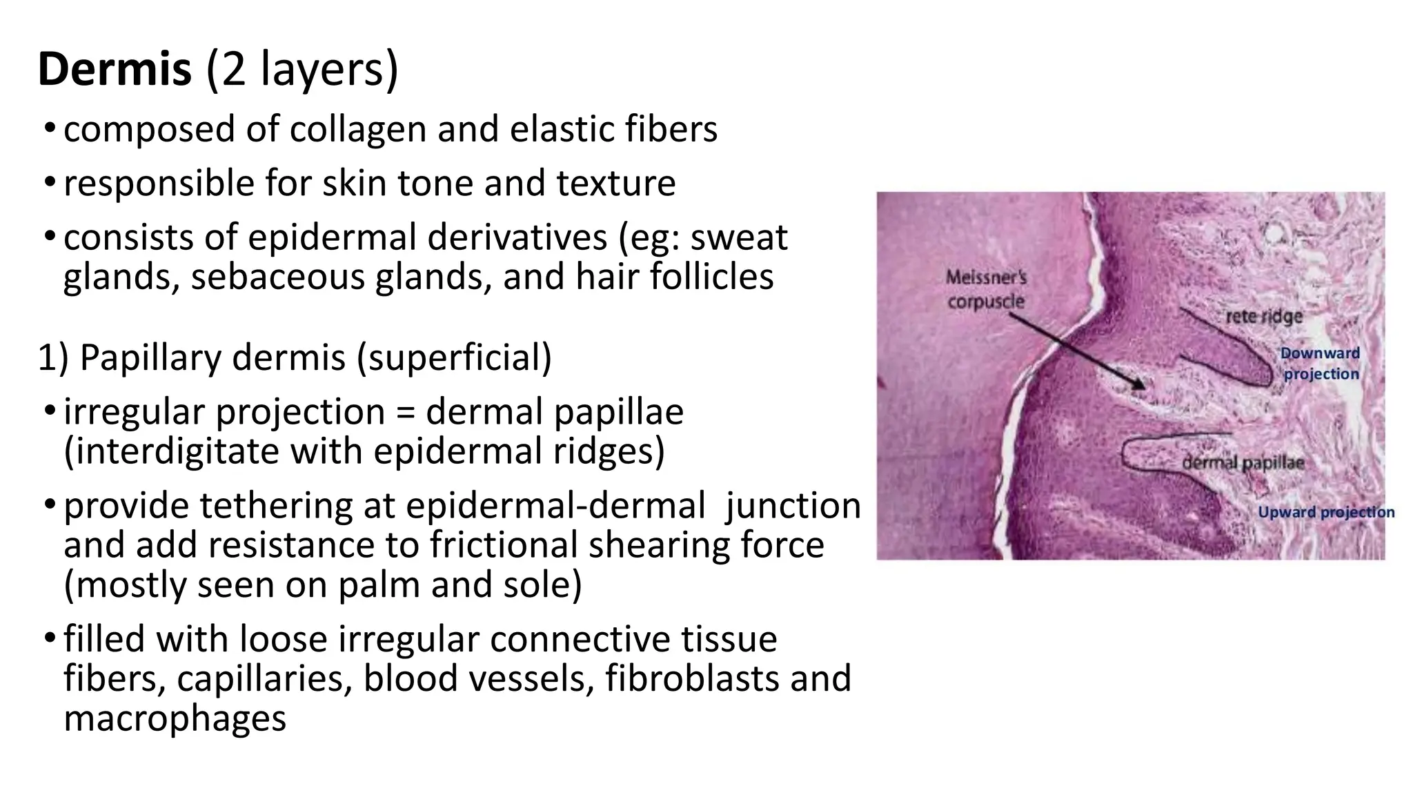 Histology of Skin anatomy and physiology | PDF