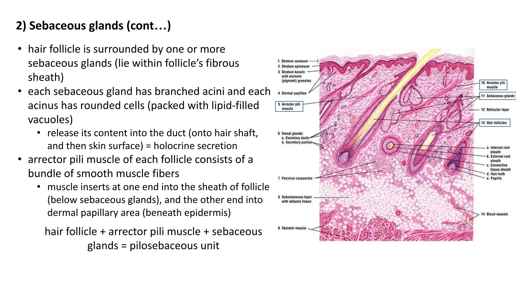 Histology of Skin anatomy and physiology | PDF